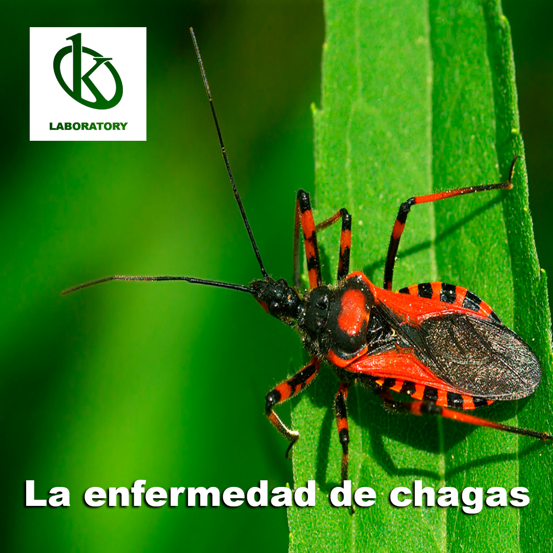 La enfermedad de chagas - Kalstein France