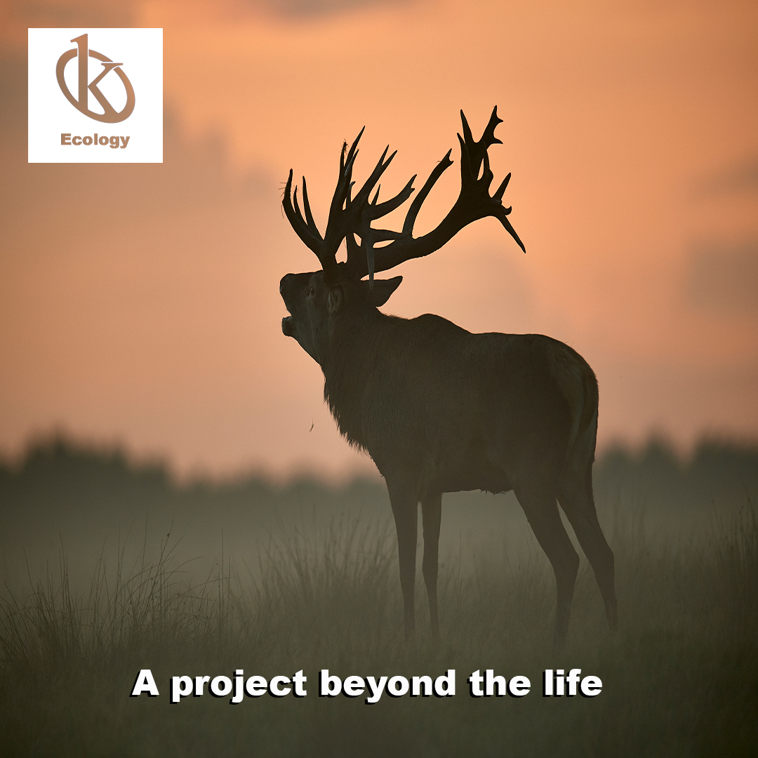 A project beyond life - Kalstein France